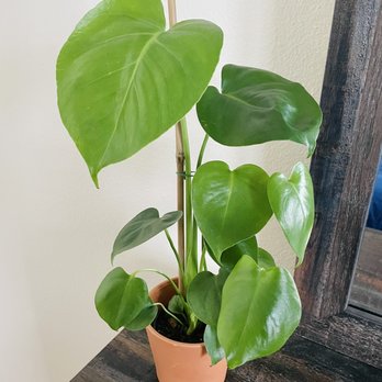 GREEN CONNECTION - Updated December 2025 - 14 Photos & 10 Reviews - 804 ...