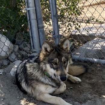 Wolf Mountain Sanctuary - 392 Photos & 142 Reviews - Animal Shelters ...