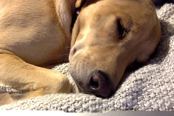 THE BOARD HOUND - Updated September 2025 - 17 Photos - 133 S Peyton St ...