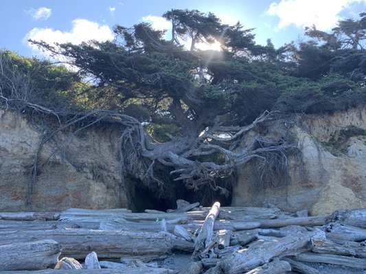 TREE OF LIFE - Updated November 2024 - 49 Photos & 18 Reviews - 101 Old ...