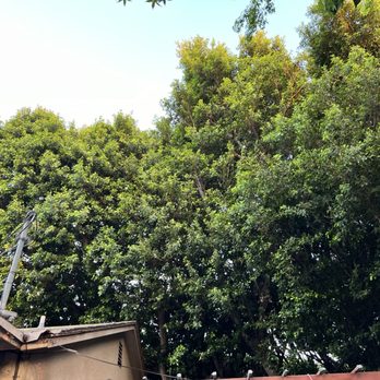 AFFORDABLE TREE CARE - Updated May 2024 - 1838 Photos & 1699 Reviews ...