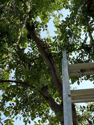 Certified Tree Care - Updated May 2026 - 47 Photos & 134 Reviews ...