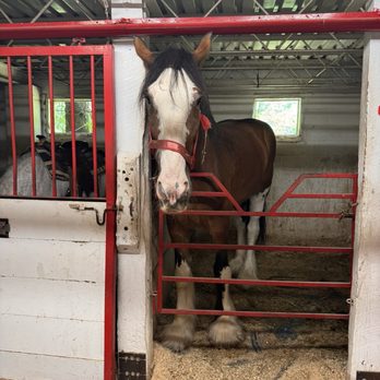 MEMORY LANE STABLES - Updated December 2025 - 168 Photos & 123 Reviews ...