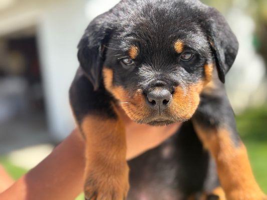 THE ROTTWEILER BREEDERS - Updated July 2025 - 20 Photos - Torrance ...