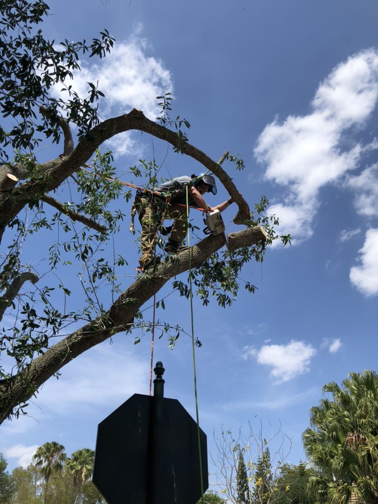 COASTAL CLIMBERS TREE CARE - Southold, New York - Tree Services - Phone ...