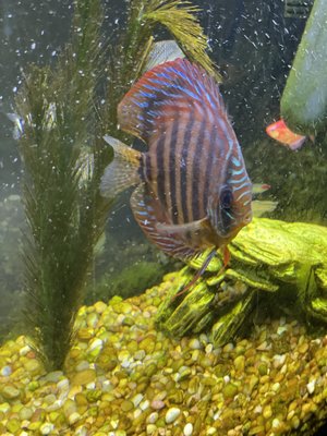 JACK WATTLEY DISCUS - Updated December 2025 - 47 Photos & 32 Reviews ...