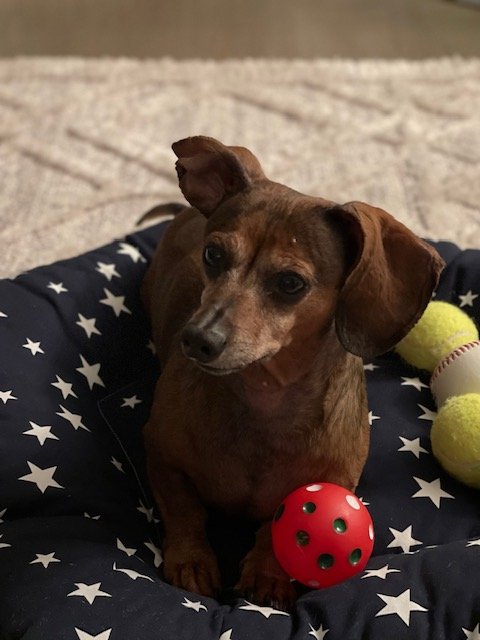 SOUTHEAST VETERINARY NEUROLOGY - Updated September 2025 - 1124 ...