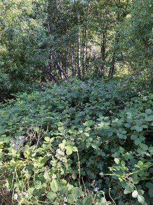 BONITA RANCH CAMPGROUND & RV SITES - Updated September 2025 - 188 ...