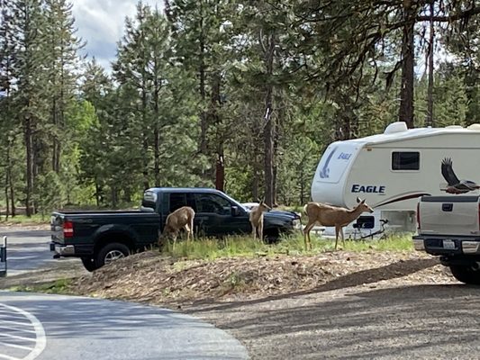 MCCALL RV RESORT - Updated August 2024 - 48 Photos & 39 Reviews - 200 ...