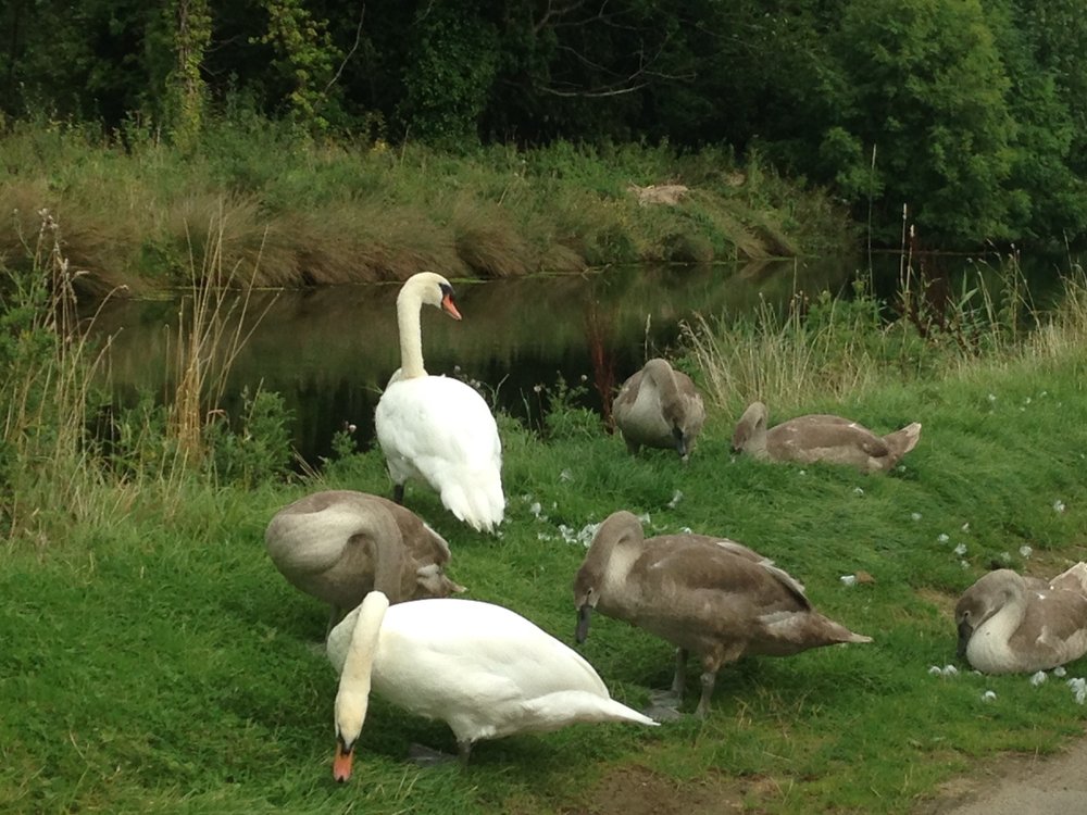 GRAND CANAL WAY - Updated April 2025 - Oldtown Mill, Celbridge, Co ...