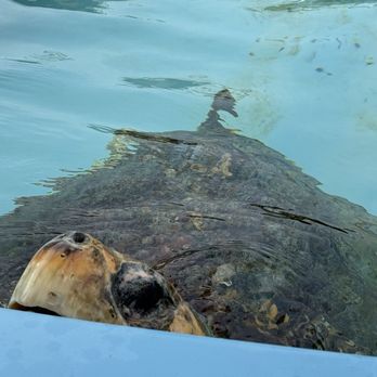 LOGGERHEAD MARINELIFE CENTER - Updated July 2025 - 771 Photos & 252 ...