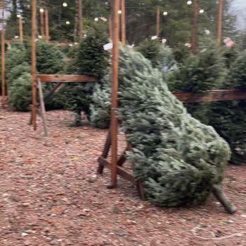 TRINITY TREE FARM - Updated December 2025 - 214 Photos & 104 Reviews ...