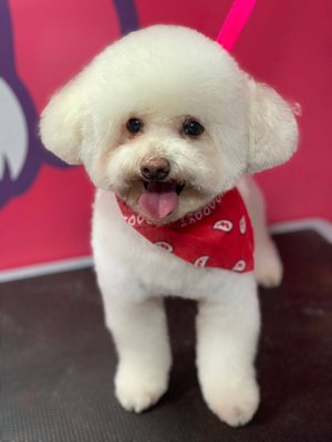 Stylish pooch store