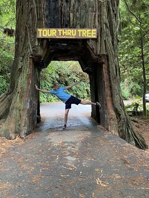 TOUR THRU TREE - Updated August 2024 - 90 Photos & 53 Reviews - 430 CA ...