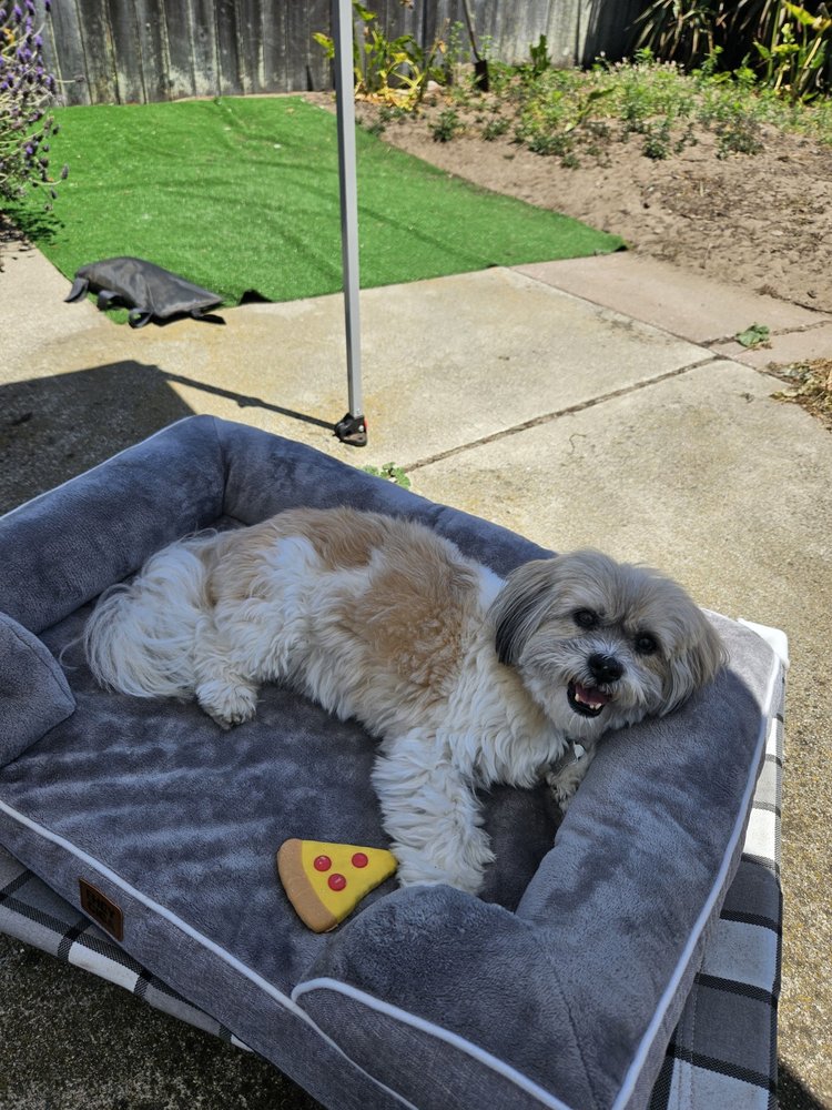 SUNSET SENIORS DOG DAYCARE - Updated December 2025 - Request a Quote ...