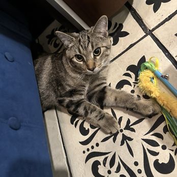 NIAGARA FALLS CAT CAFE - Updated January 2026 - 27 Photos - 4529 Queen ...