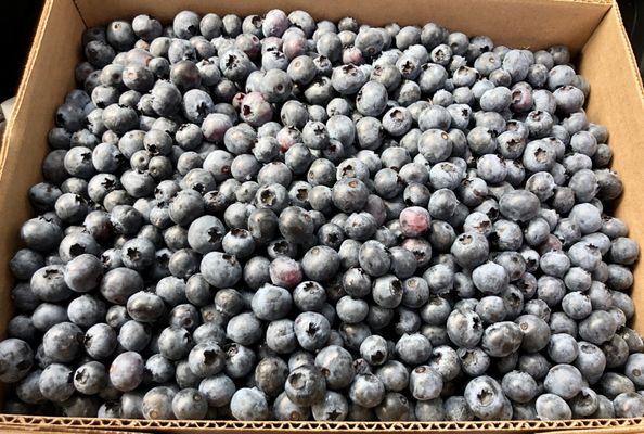 MOUNTAINVIEW BLUEBERRY FARM - Updated August 2024 - 147 Photos & 46 ...
