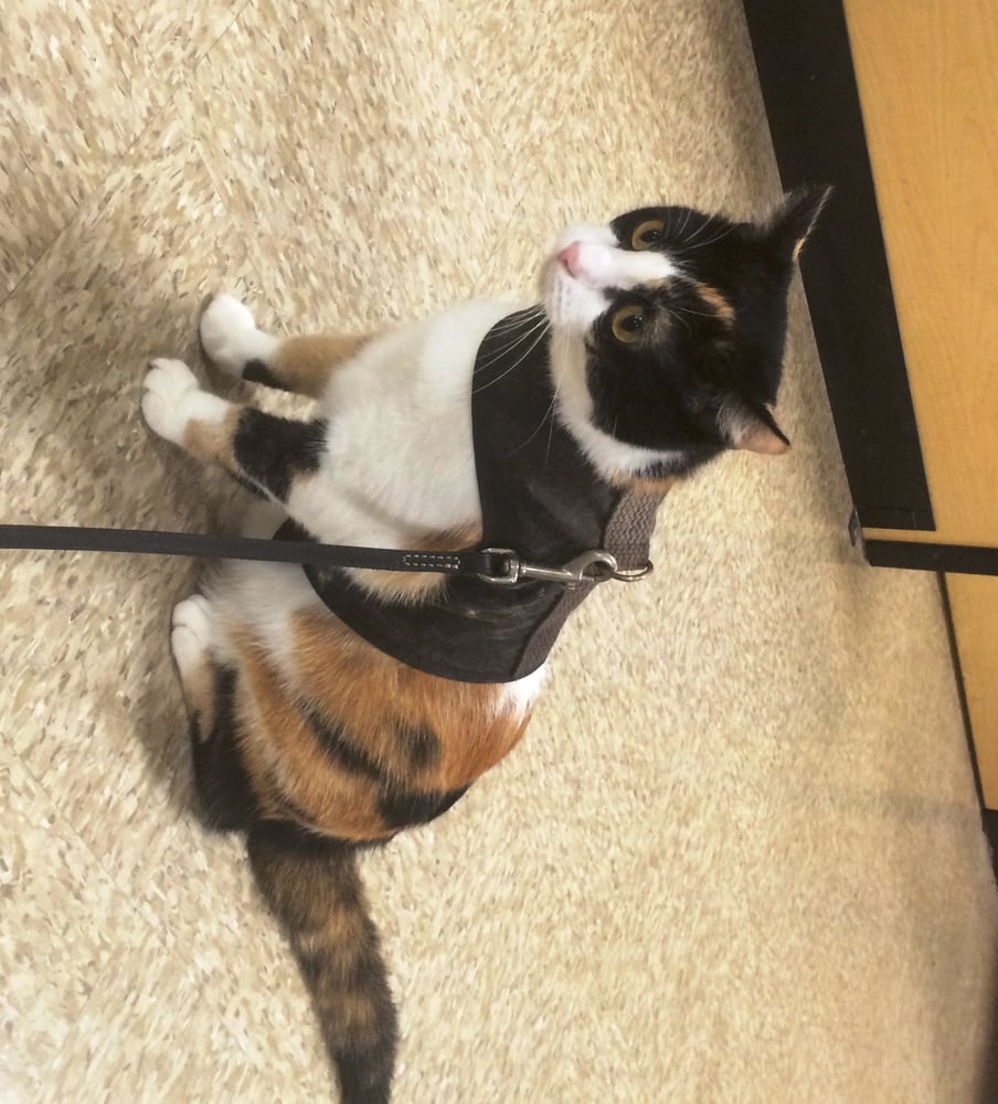 CARSON CATS - Updated August 2025 - 18 Photos & 19 Reviews - Manhattan ...