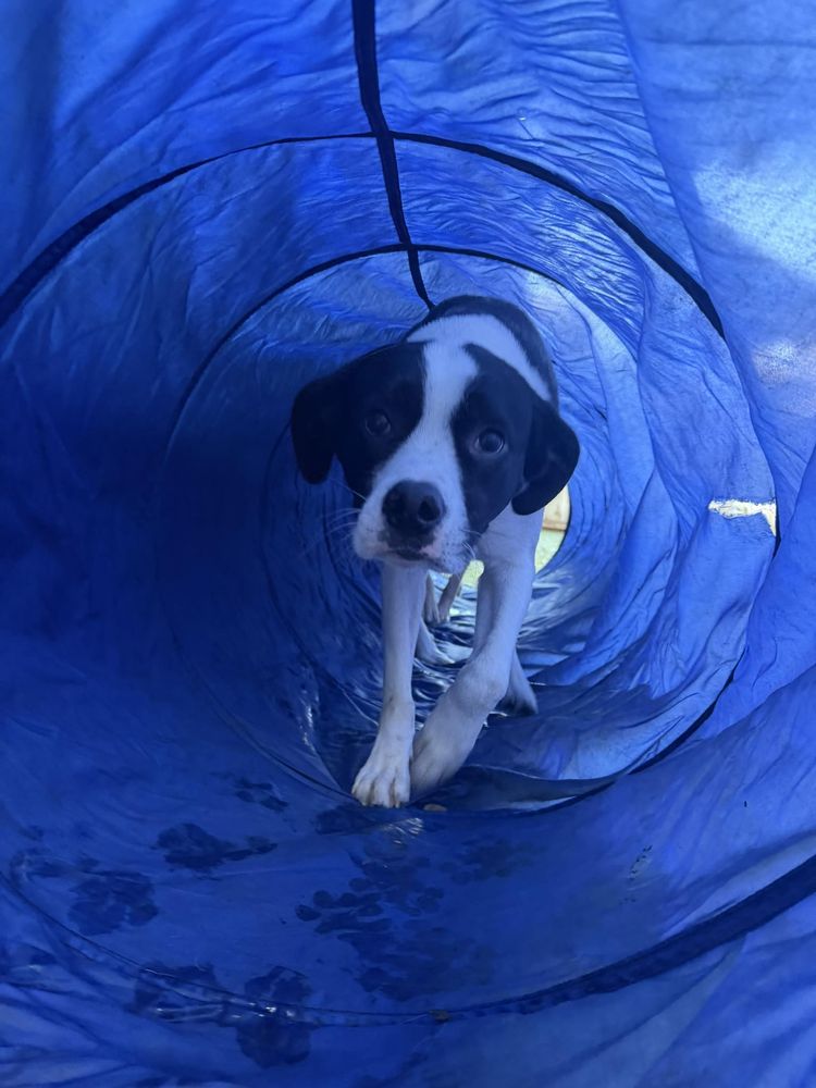 DOG TIRED - JAMES ISLAND - Updated June 2026 - 20 Photos & 19 Reviews ...