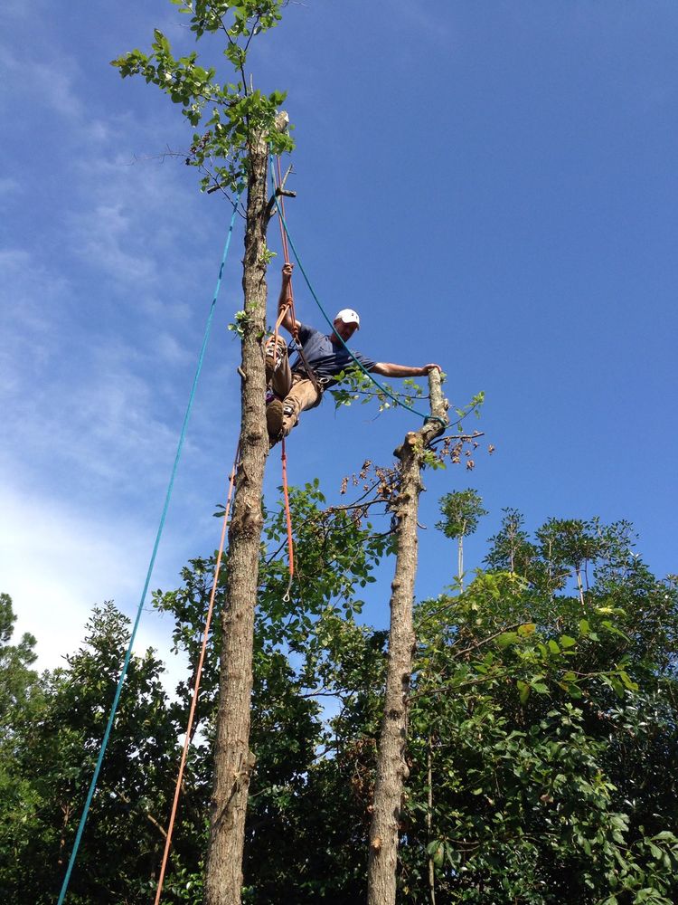 SOUTHERN TREE SURGERY - Updated May 2026 - 21 Photos & 10 Reviews ...