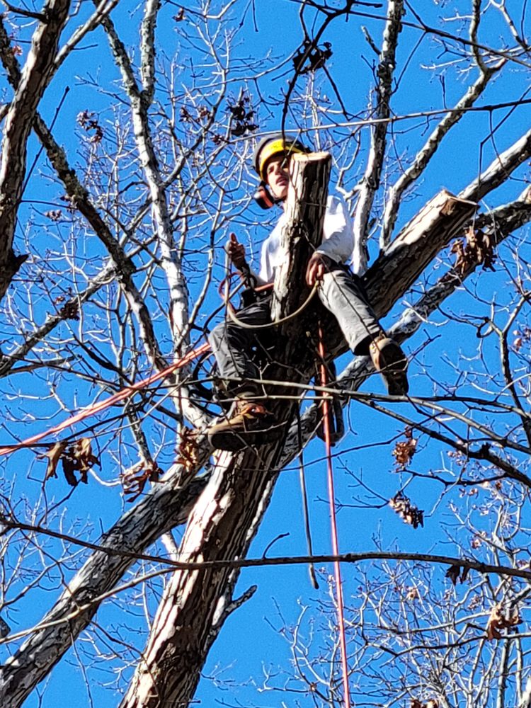 No Compromise Tree Service - Trusted Since 2023 - Updated July 2025 ...