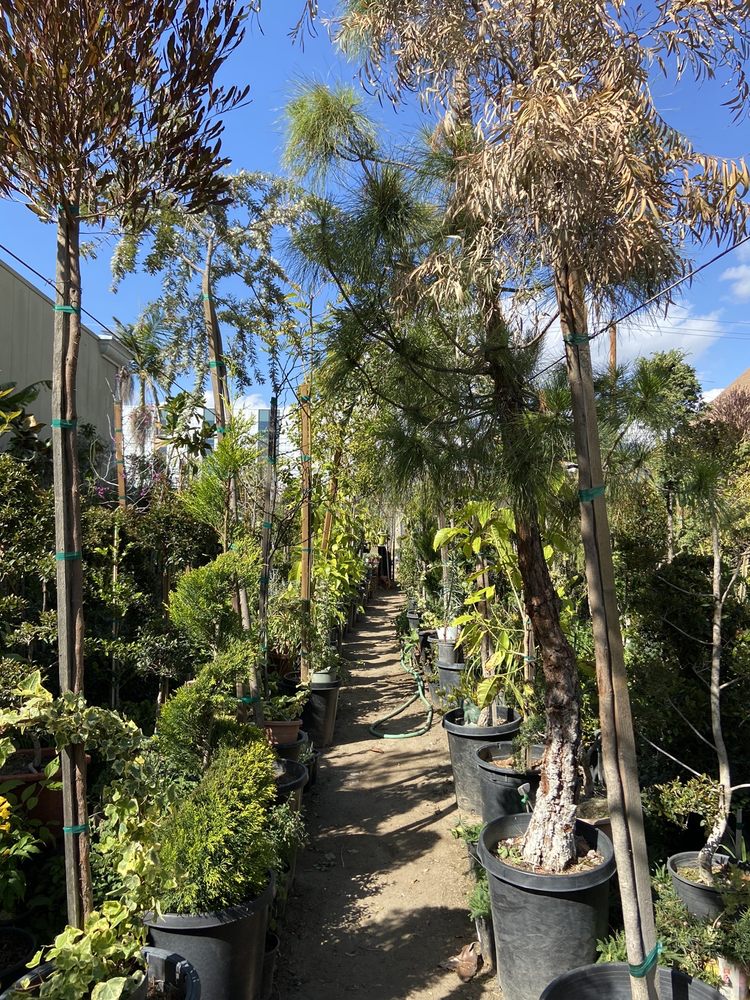 GONZALEZ NURSERY - Updated January 2025 - 84 Photos & 53 Reviews - 470 ...