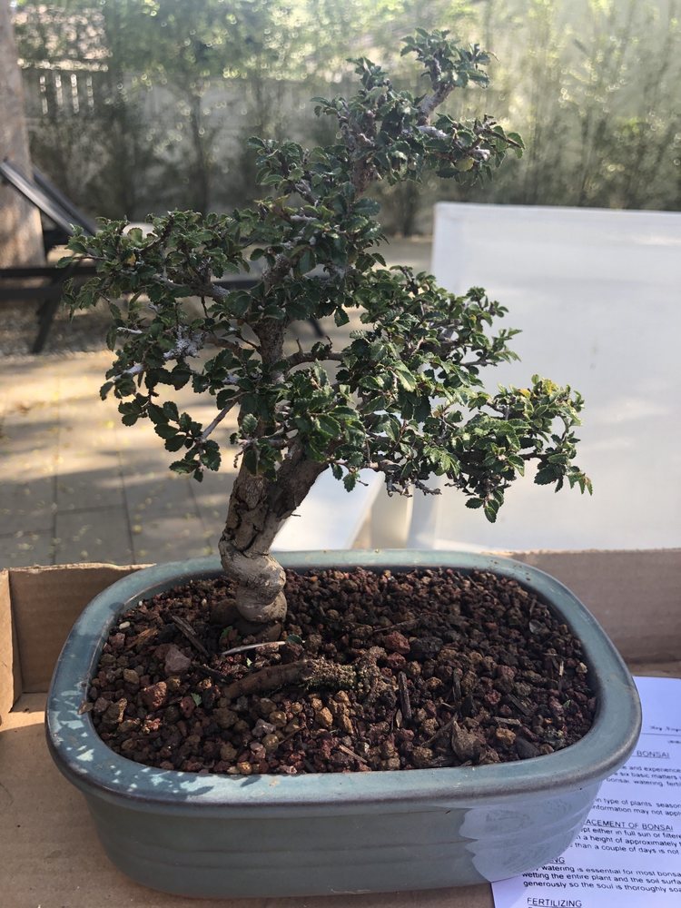 FUJI BONSAI NURSERY - Updated July 2025 - 63 Photos & 53 Reviews ...