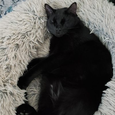 DALLAS CAT LADY - Updated December 2025 - 21 Photos & 36 Reviews ...