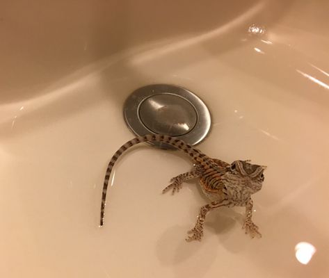 ARIZONA REPTILE CENTER - Updated October 2025 - 33 Photos & 84 Reviews ...