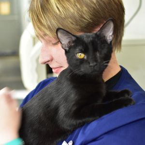 INDIAN RIDGE ANIMAL HOSPITAL - Updated September 2025 - 1100 Indian ...