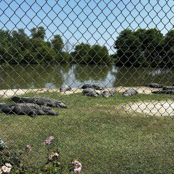 ALLIGATOR ALLEY - Updated May 2025 - 493 Photos & 170 Reviews - 19950 ...