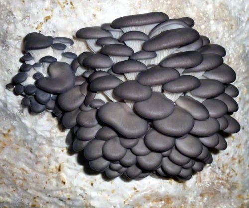 UTOPIAN FARM - Updated January 2026 - 24 Center Dr, Gilberts, Illinois ...