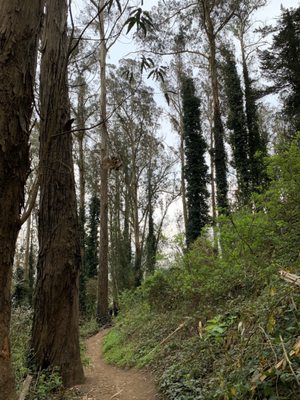 Mount Sutro - 251 Photos & 99 Reviews - Parks - Medical Ctr Way, Inner ...