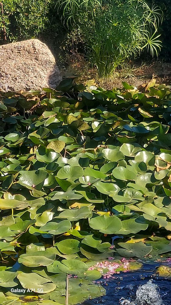 TREELAND NURSERIES - Updated January 2026 - 65 Photos & 81 Reviews ...