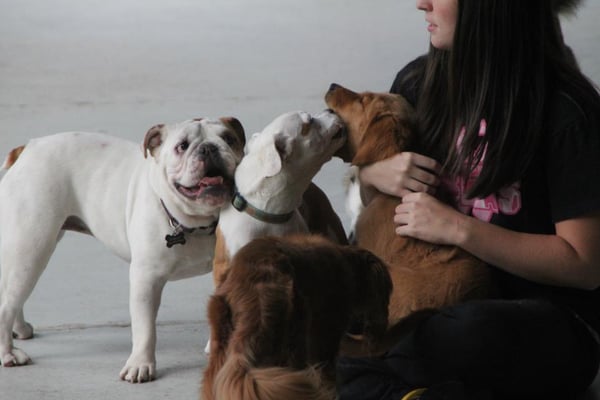 THE POOCH PITT - Updated December 2025 - 13 Photos & 47 Reviews - 2873 ...