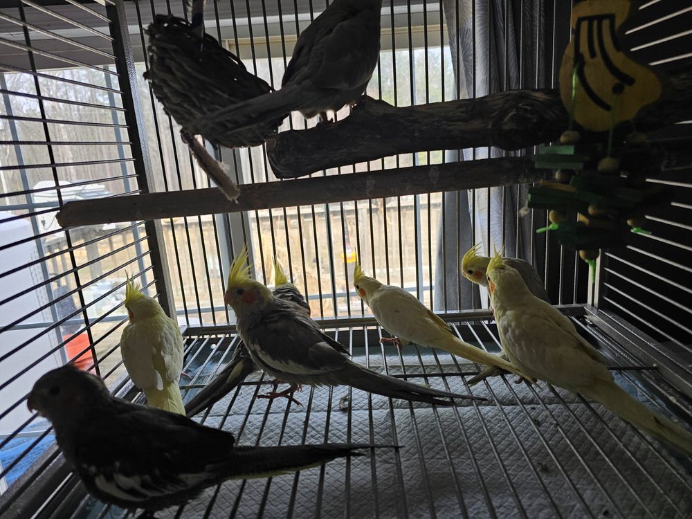 BRANDONS EXOTIC PETS - Updated December 2025 - 11900B Hull Street Rd N ...