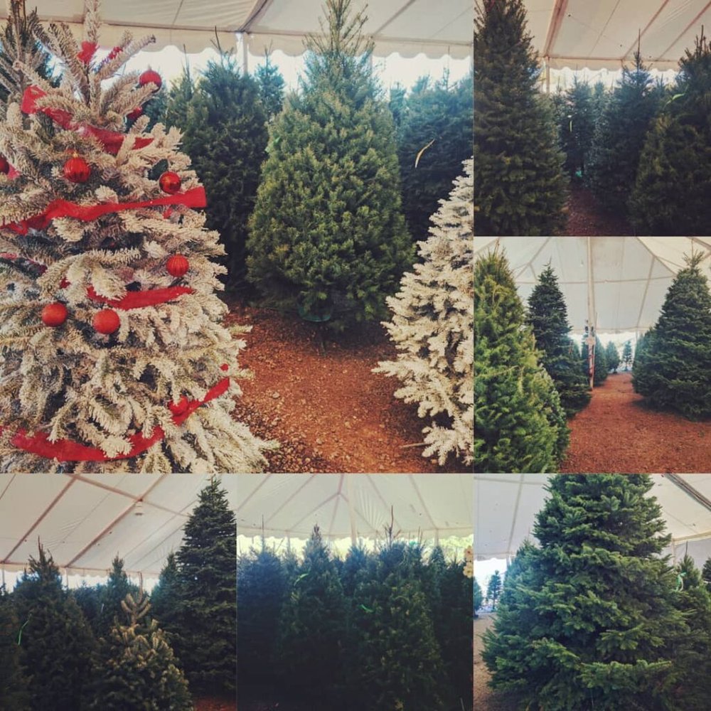VALLEY VIEW CHRISTMAS TREES - Updated April 2024 - 35724 N Ellsworth ...