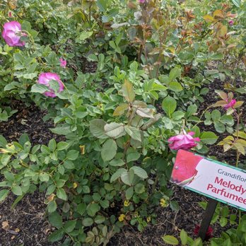 MAPLEWOOD ROSE GARDEN - Updated October 2025 - 109 Photos & 11 Reviews ...