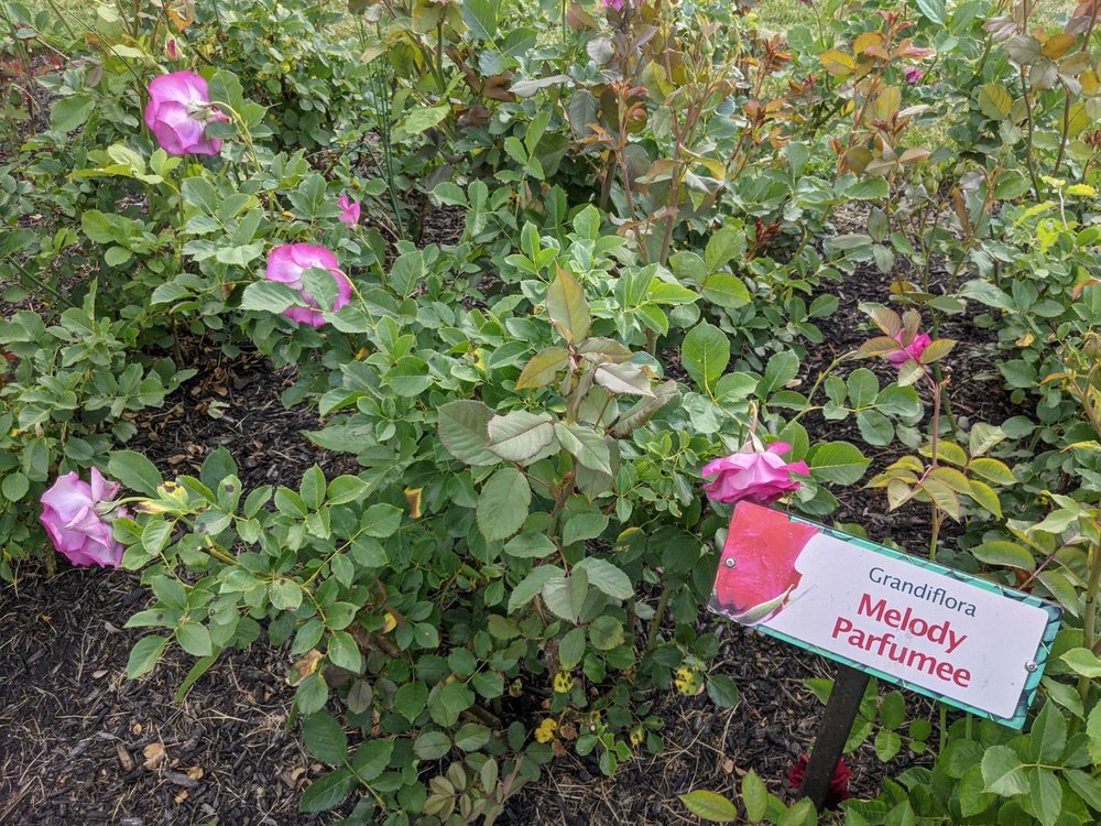 MAPLEWOOD ROSE GARDEN - Updated July 2024 - 110 Photos & 11 Reviews - 1 ...