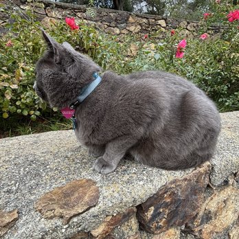 MORCOM MUNICIPAL ROSE GARDEN - Updated December 2025 - 907 Photos & 150 ...