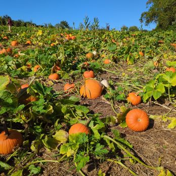 BUTLER’S ORCHARD - Updated October 2024 - 718 Photos & 397 Reviews ...