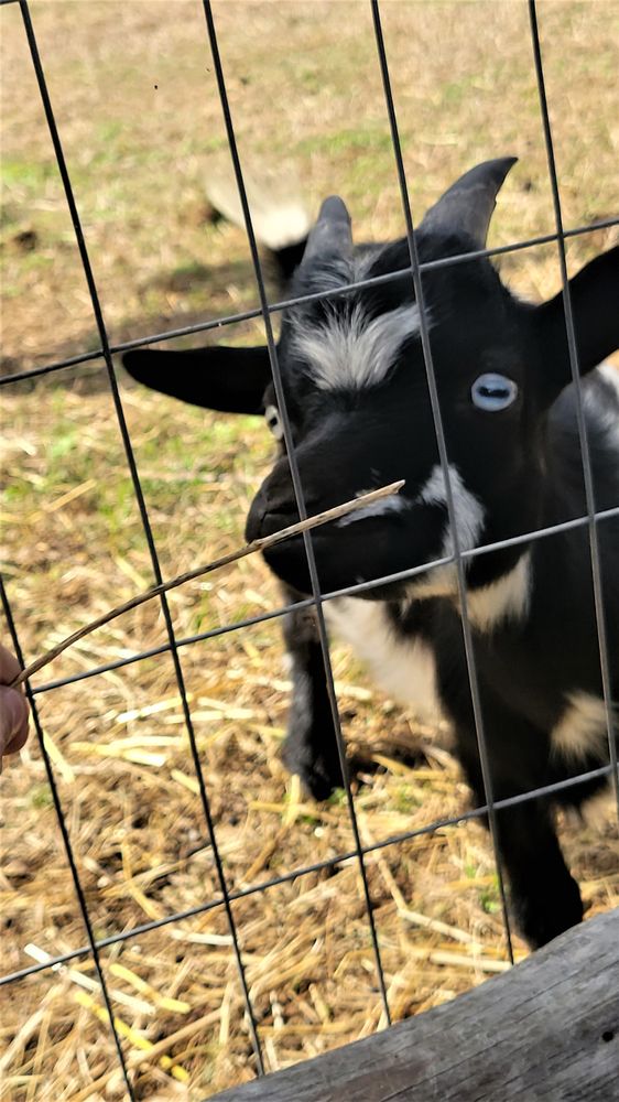 SNEADS FARM - Updated October 2025 - 91 Photos & 41 Reviews - 18294 ...