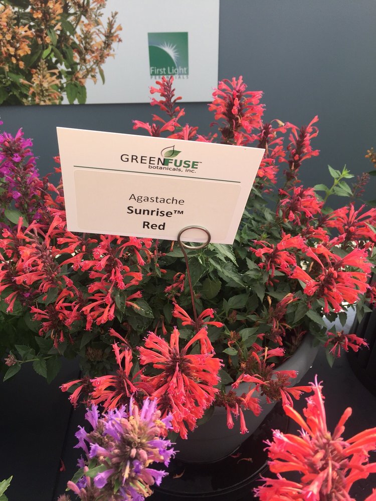 GREEN FUSE BOTANICALS - Updated July 2024 - 16 Photos - 8220 Stockton ...