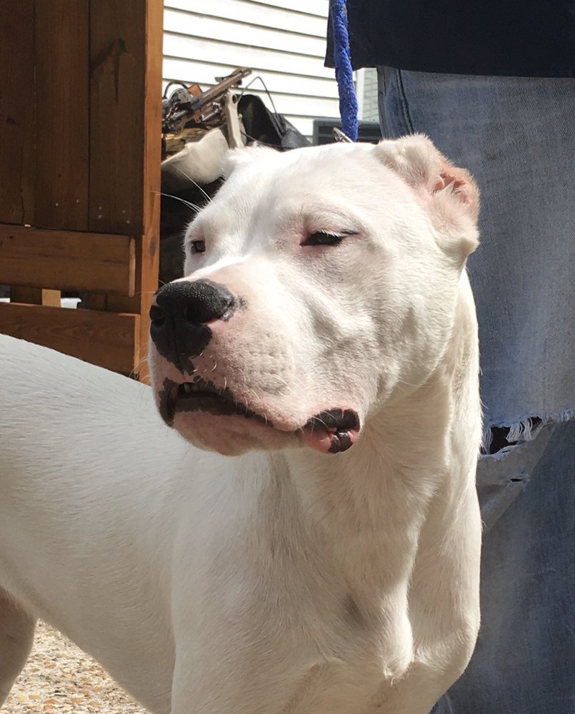 GILL BRIGHT ANIMAL HOSPITAL - 11 Reviews - 406 W Mcneese St, Lake ...