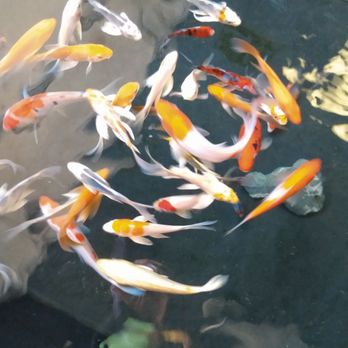 STRICTLY REEF - Updated September 2024 - 85 Photos & 57 Reviews - 907 W ...