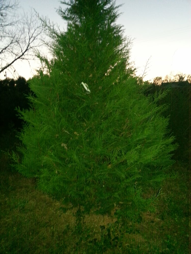 KLAUS CHRISTMAS TREE - Updated December 2025 - 4684 Hwy 83 S, Culloden ...