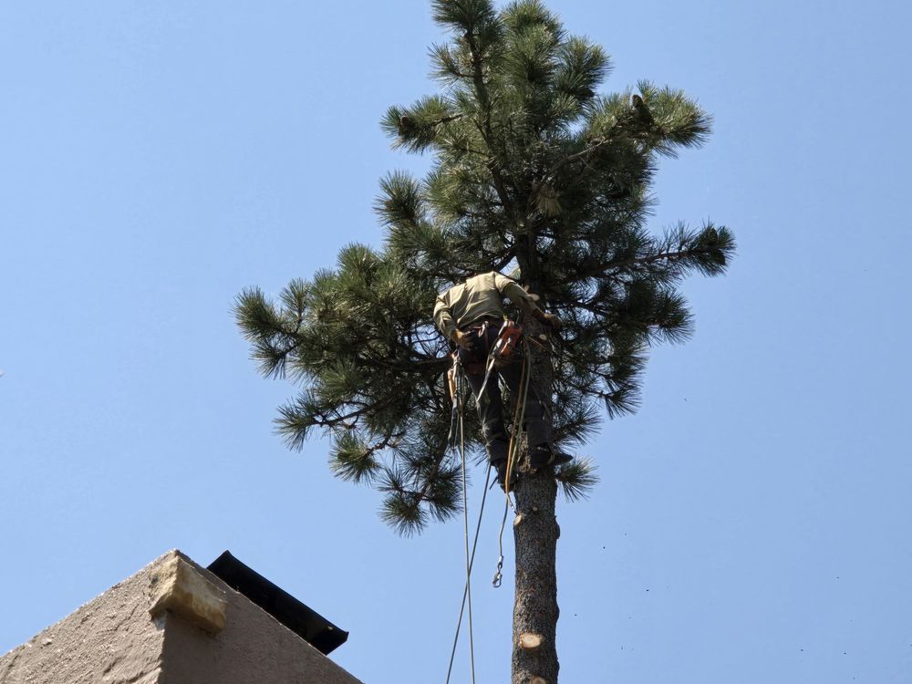 ACL Tree Works - Updated June 2026 - 38 Photos & 22 Reviews - PO Box ...