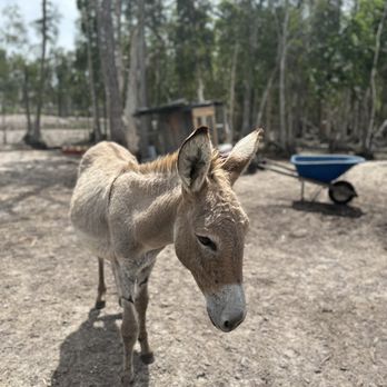 GOOD MOOD RANCH - Updated April 2025 - 96 Photos & 16 Reviews - 306 ...