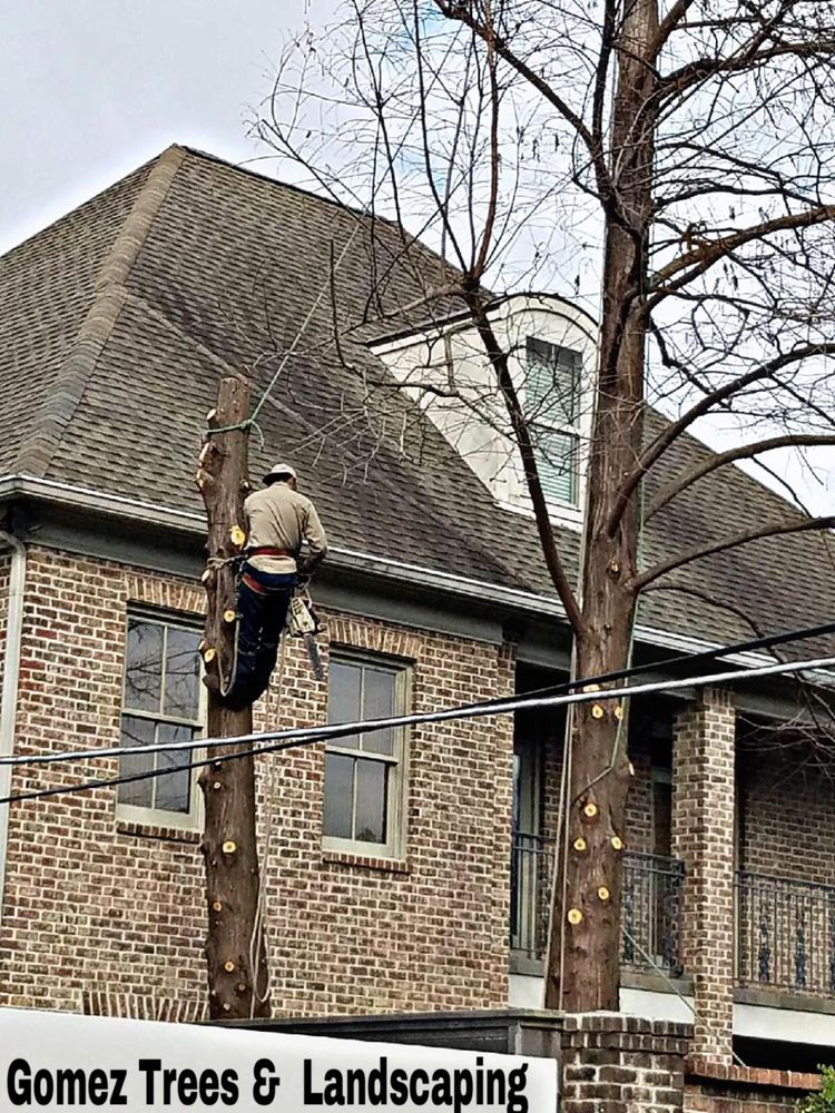 GOMEZ TREES & LANDSCAPE - Updated December 2024 - 10 Photos - 8532 ...