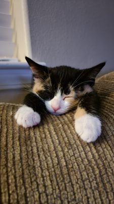 PAWS CAT CITY - Updated January 2026 - 44 Photos & 82 Reviews - 5200 ...